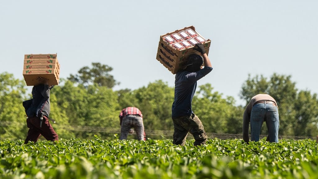 The Insane Skills Of Farm Workers! | Goodness Exchange