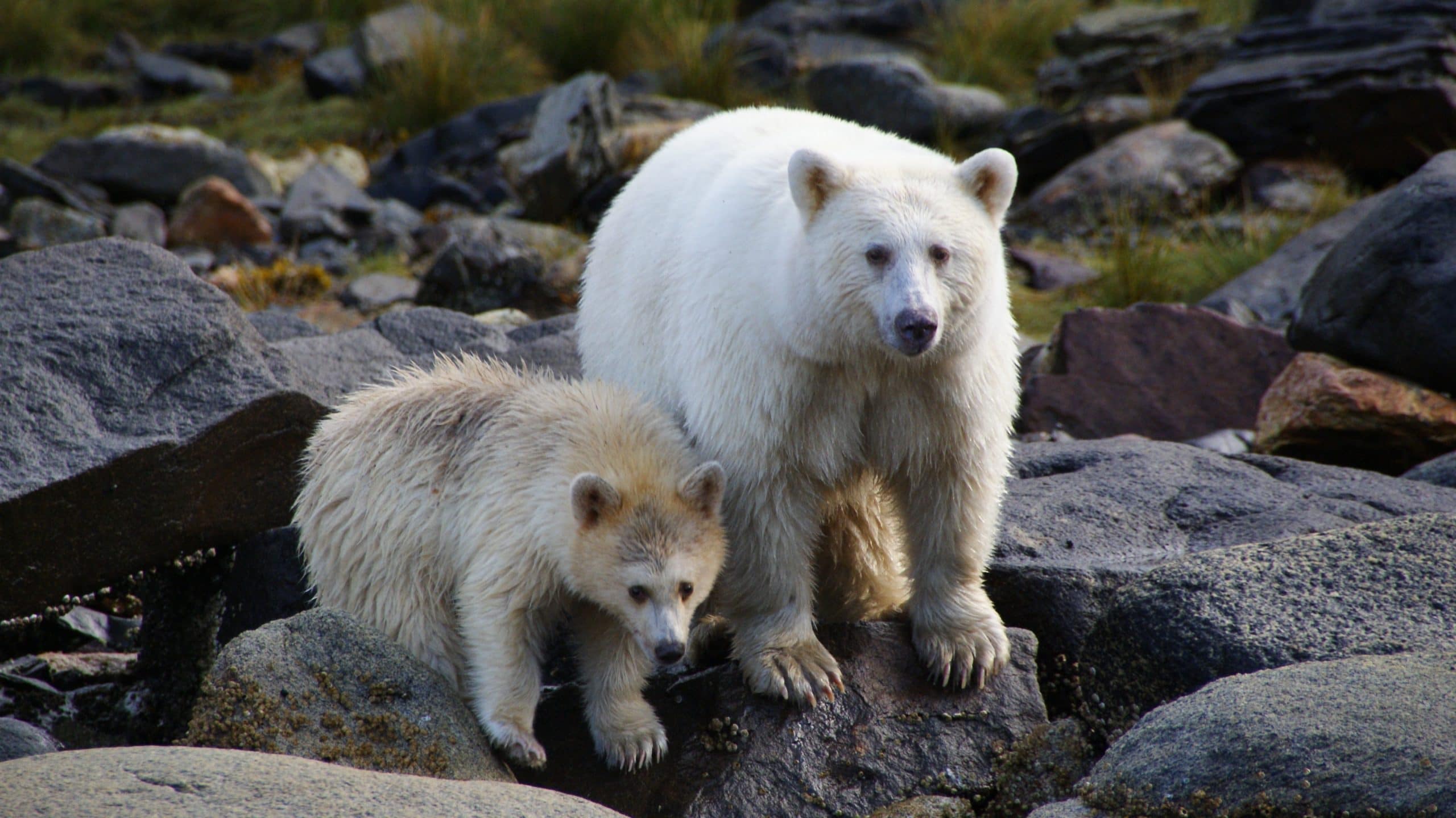 The Wonder Of The Spirit Bear In The Great Bear Rainforest | EWC