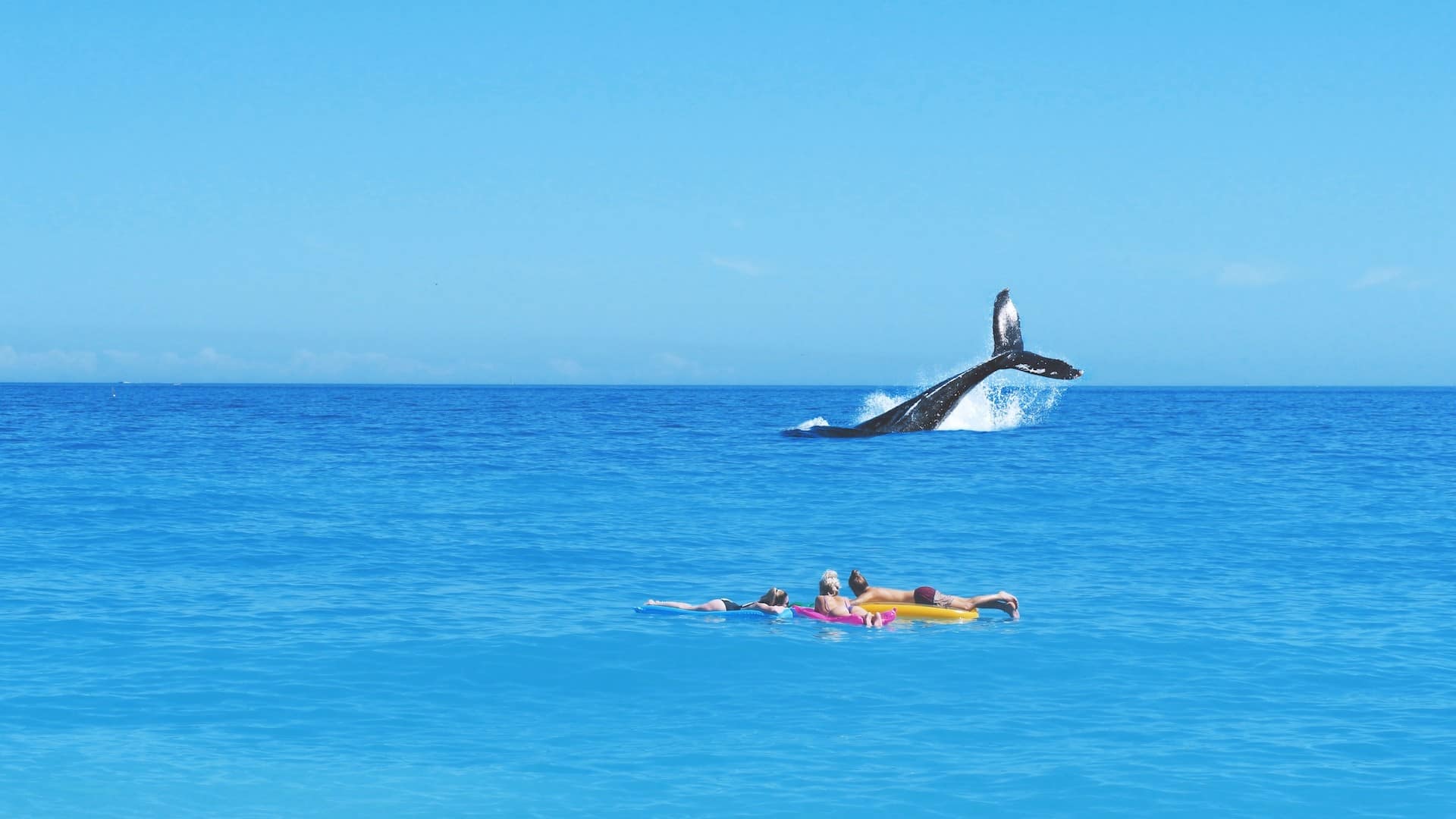 Whales Have Viral Music, Too! | Goodness Exchange