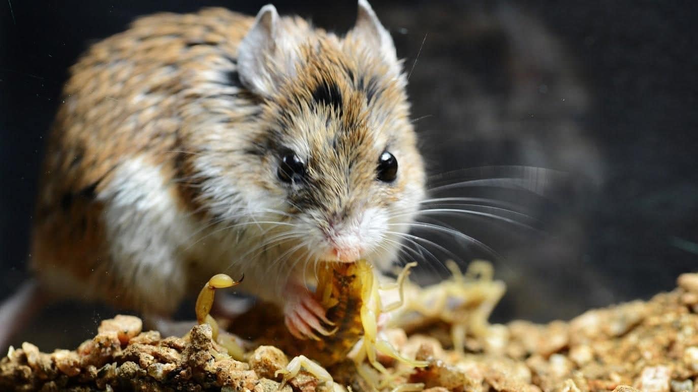 Grasshopper Mouse: The Tiny Scorpion Hunter | Goodness Exchange