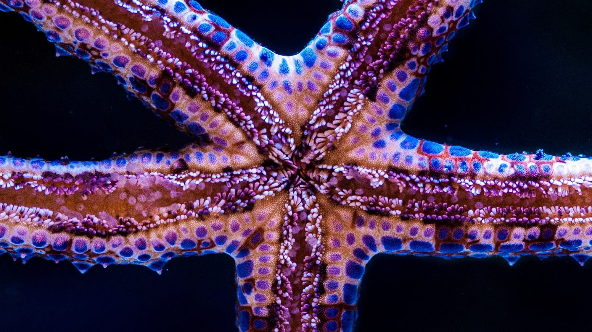 The Strangest Legs in the Sea: Could Your Toes Out-Sniff a Starfish ...